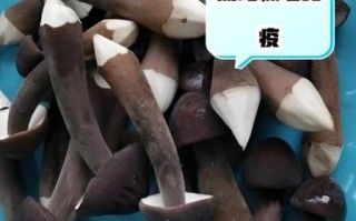 鸡枞菌的功效与禁忌_什么人不能吃