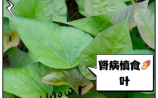 长期吃红薯叶有什么危害_红薯叶吃多了会怎样