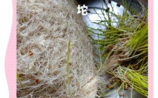 麦芽糖怎么吃_麦芽糖可以直接吃吗