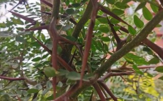 皂角树的功效与作用_皂角米怎么吃最养人