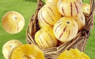 野生人参果长什么样_野生人参果图片真假辨别