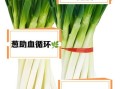 大葱的营养价值_大葱有哪些营养成分