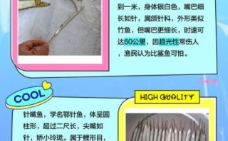 针鱼和针嘴鱼的区别_如何快速分辨针鱼与针嘴鱼
