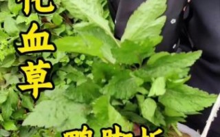 鸭儿芹怎么吃_鸭儿芹功效与作用