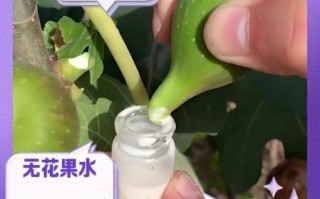 无花果汁液能直接涂脸吗_无花果汁液的作用与功效