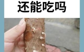 山药发芽了还能吃吗_山药发芽有毒吗