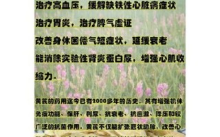 黄芪的功效与作用有哪些_黄芪适合什么人吃