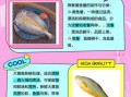 黄鱼鲞是什么鱼做的_黄鱼鲞和大黄鱼区别