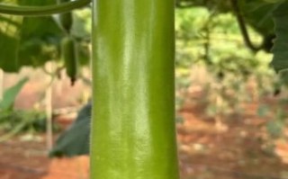 蒲瓜怎么挑选_蒲瓜图片大全