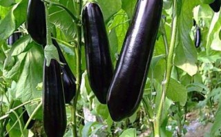 茄子图片大全_茄子品种有哪些