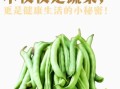 四季豆的营养价值与禁忌_四季豆怎么吃不中毒