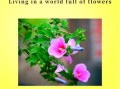 木槿花的花语是什么_木槿花象征什么意义