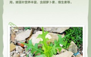 野莴苣菜能吃吗_野莴苣菜和苦菜区别