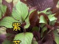 紫苏长什么样子_紫苏图片怎么辨认