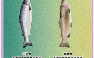 虹鳟鱼是什么鱼_虹鳟鱼和三文鱼的区别