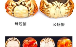 大闸蟹公母的区别图片_怎么一眼分辨公蟹母蟹 大闸蟹公母的区别图片_怎么一眼分辨公蟹母蟹