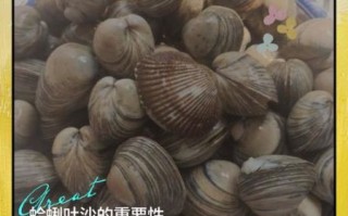超大蛤蜊怎么清洗_超大蛤蜊怎么吐沙