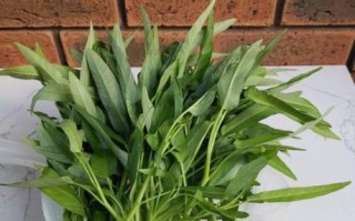 通菜什么时候种植_通菜种植最佳时间