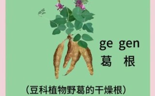 葛根的功效与作用及禁忌是什么_葛根泡水喝的正确方法