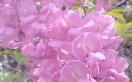 香花槐图片大全_香花槐长什么样