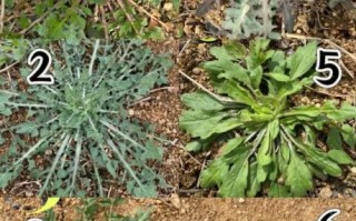 东北农村野菜有哪些_如何识别与吃法