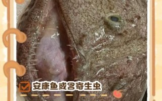 安康鱼雄鱼寄生_安康鱼雄鱼为什么变小