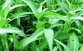 空心菜为什么不吃叶子_空心菜叶子能不能吃