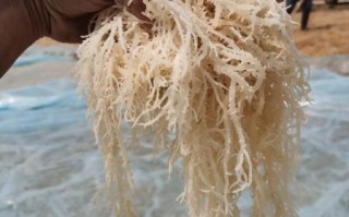 龙须菜怎么做好吃_凉拌龙须菜的做法步骤