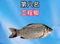 鲫鱼品种图片大全大图_如何区分常见鲫鱼