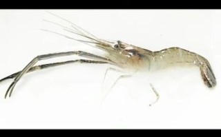 野生河虾图片大全大图_野生河虾怎么分辨真假