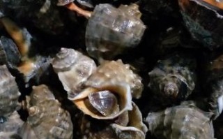 香螺养殖视频在线观看_香螺养殖技术视频教程