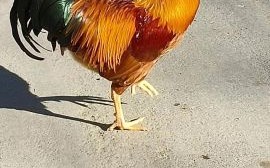 鸡的品种大全_鸡图片怎么拍好看