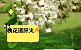 槐花有什么功效与作用_槐花泡水喝的禁忌有哪些