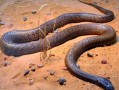 全球最毒的蛇第一名_内陆太攀蛇毒性有多强
