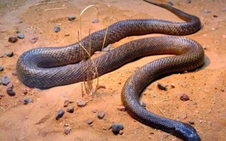 全球最毒的蛇第一名_内陆太攀蛇毒性有多强