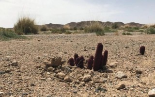 锁阳图片大全_锁阳长什么样