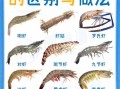 常见虾的种类有哪些_如何区分对虾与基围虾