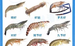 常见虾的种类有哪些_如何区分对虾与基围虾