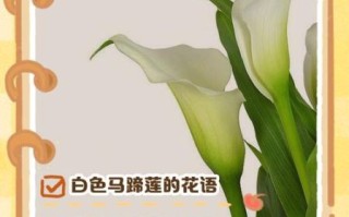 马蹄莲的花语是什么_马蹄莲适合送什么人