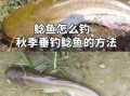 鲶鱼怎么钓最好_鲶鱼钓法技巧