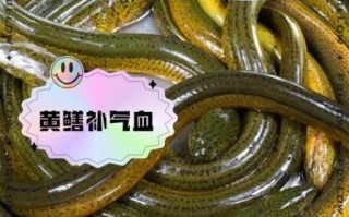 女人吃黄鳝有什么好处_女人吃黄鳝会不会发胖