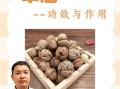 草寇仁别名是什么_草寇仁与草豆蔻区别
