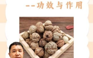 草寇仁别名是什么_草寇仁与草豆蔻区别