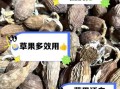 草果禁忌人群_草果与什么相克