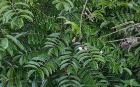 牛大力图片_牛大力长什么样