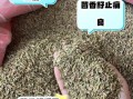 茴香籽的功效与作用_茴香籽怎么吃效果最好
