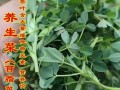 苜蓿芽图片_苜蓿芽怎么种植