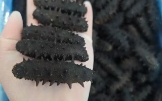 辽参价格多少钱一斤_2024最新行情