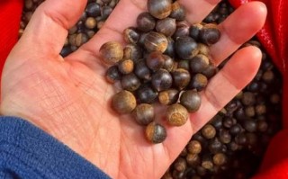 橡子是什么_橡子能吃吗