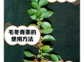 毛冬青的功效与作用_毛冬青可以长期喝吗